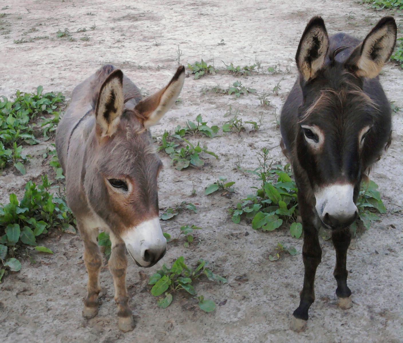 Our Tiny Farm NC in Western NC: Donkeys are Just SO CUTE!