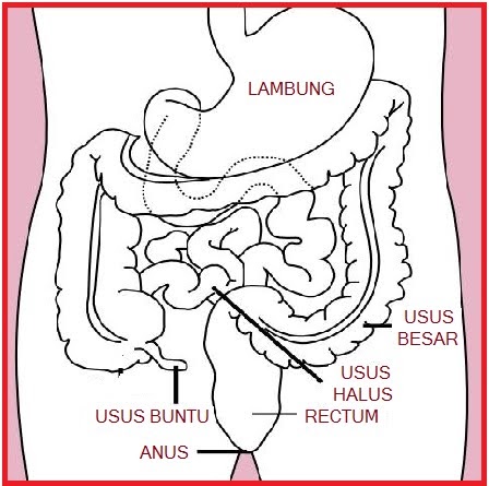 RADANG USUS BUNTU | Berita Biologi