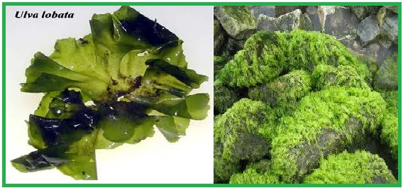 CHLOROPHYTA-GANGGANG HIJAU | Berita Biologi