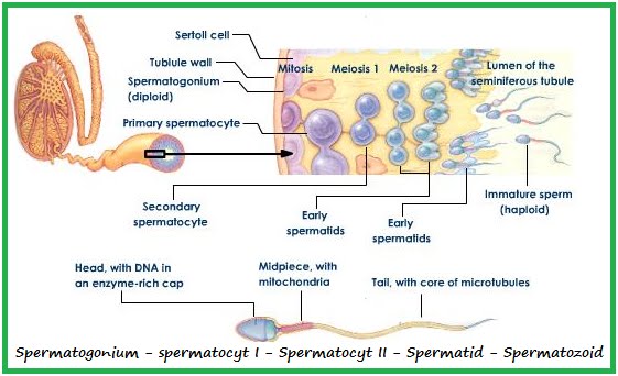 BIOLOGI GONZAGA: GAMETOGENESIS
