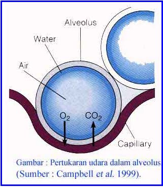 PERTUKARAN CO2 DAN O2 RESPIRASI