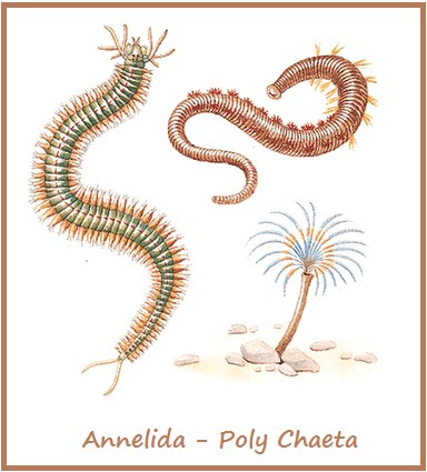 BIOLOGI GONZAGA: ANNELIDA