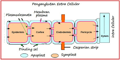 pengangkutan air dan nutrisi pada tumbuhan