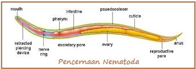 BIOLOGI GONZAGA: CACING PERUT-ASCARIS LUMBRICOIDES