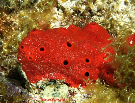 BIOLOGI GONZAGA: PORIFERA