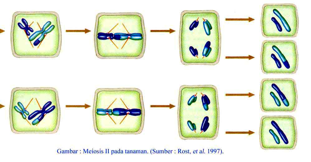 TEORI REPRODUKSI SEL | Berita Biologi