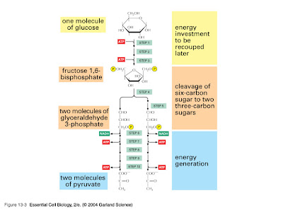10 Langkah Glikolisis ~ Kang Biology