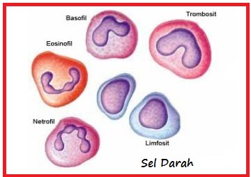SEL-JARINGAN-ORGAN - Biology Page