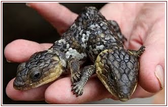 BIOLOGI GONZAGA: REPTILIA - KADAL