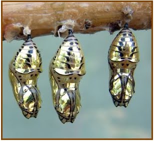 BIOLOGI GONZAGA: KEPOMPONG-ENTHUNG