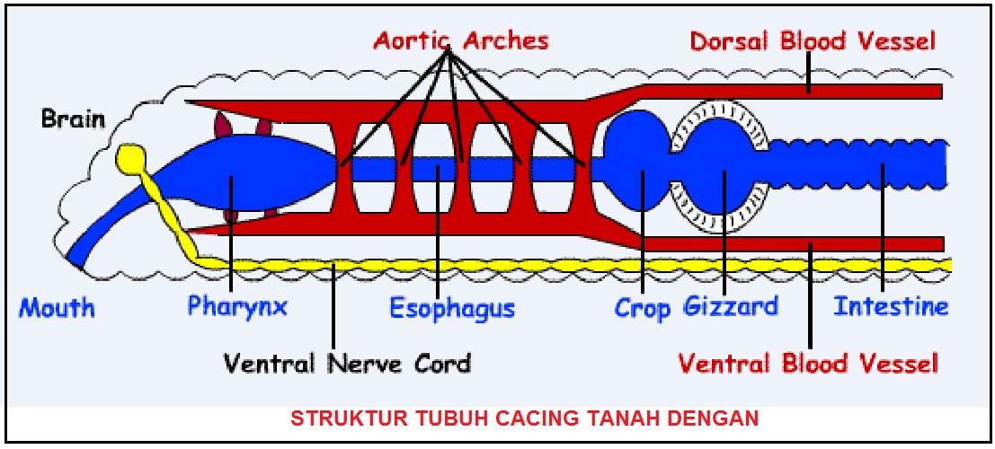 BIOLOGI GONZAGA: LUMBRISCUS TERESTRIS-OLIGOCHAETA
