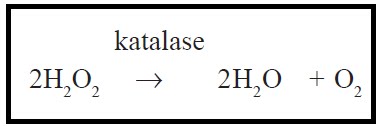 BIOLOGI GONZAGA: ENZIM METABOLISME