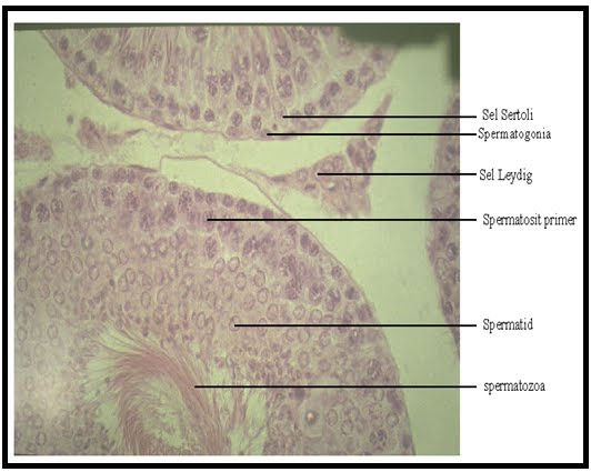PERKEMBANGAN EMBRYO | Berita Biologi