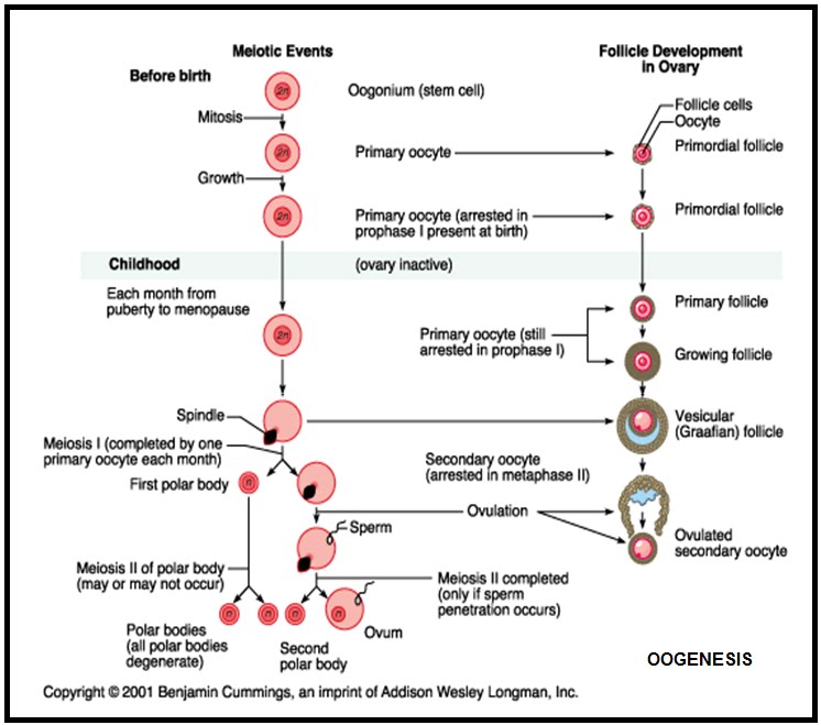 PERKEMBANGAN EMBRYO | Berita Biologi
