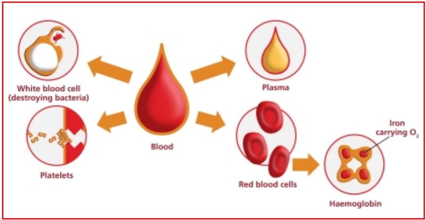 HEMOGLOBIN (Hb) - Biology Page