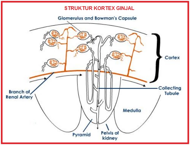 GINJAL/REN/KIDNEY | trisw212