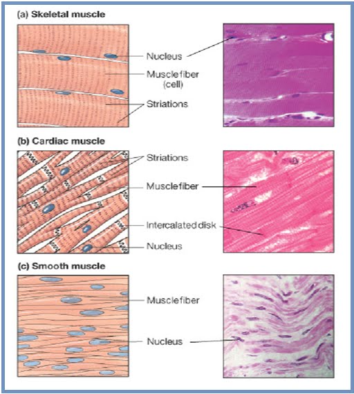 OTOT SERANG LINTANG | Berita Biologi