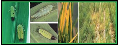 VIRUS TUNGRO PADI - Biology Page