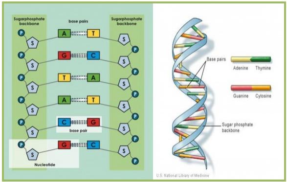 DNA - Biology Page