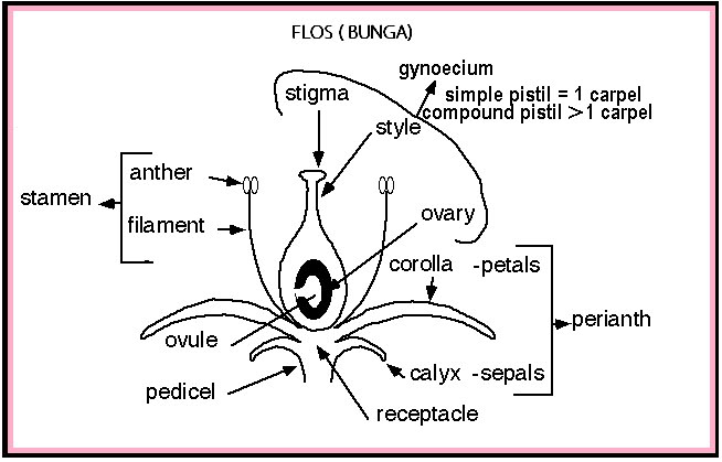 BIOLOGI GONZAGA: ORGANUM REPRODUKTIVUM