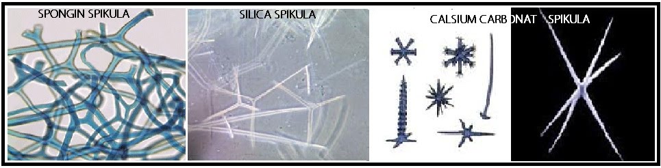 PORIFERA - Biology Page