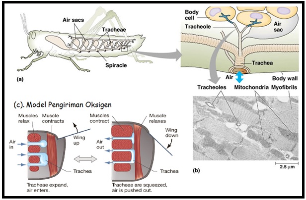 BIOLOGI GONZAGA: DIFUSI GAS RESPIRASI