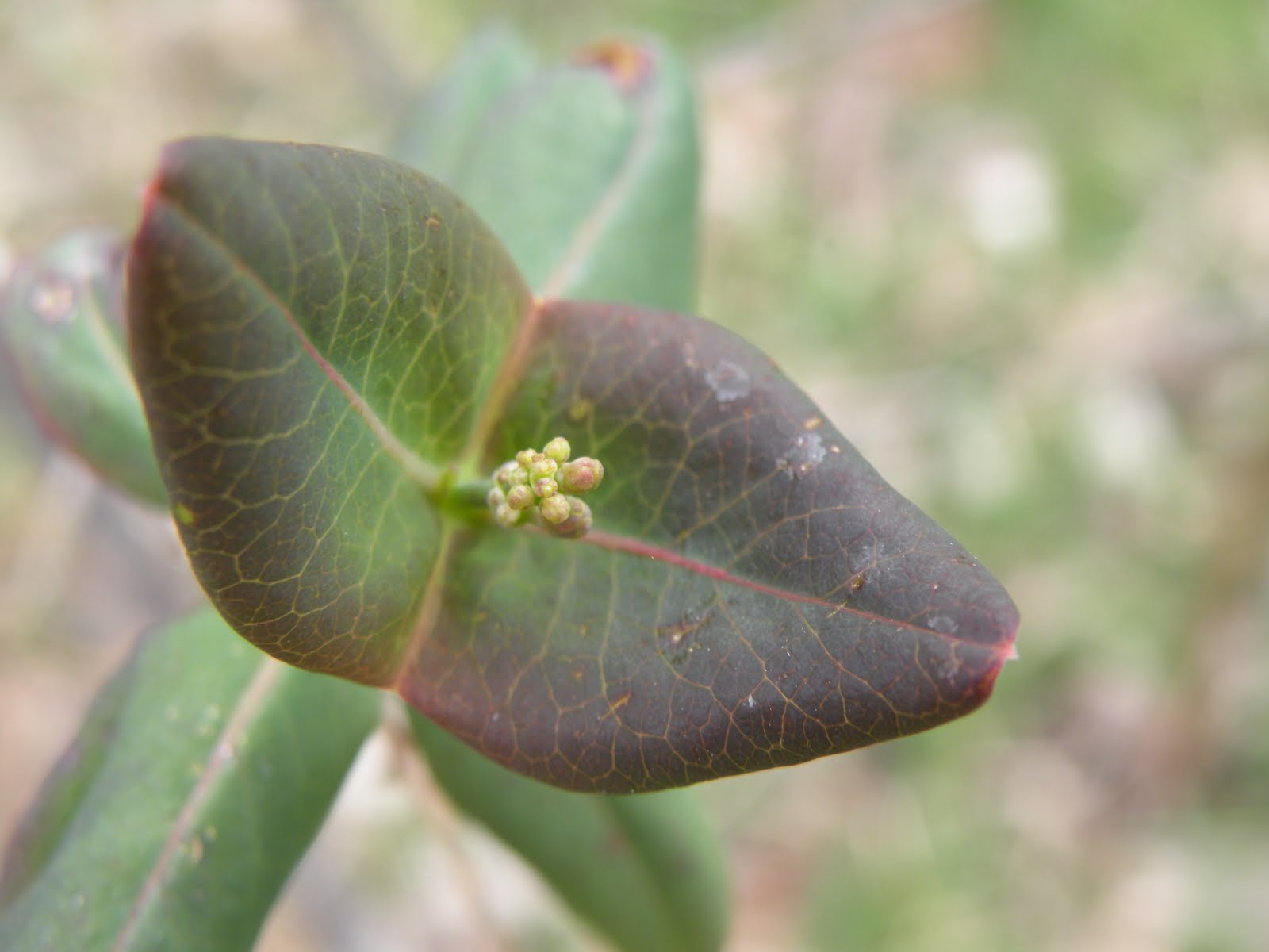Need to Know: Two types of native honeysuckle vine on World Peace ...