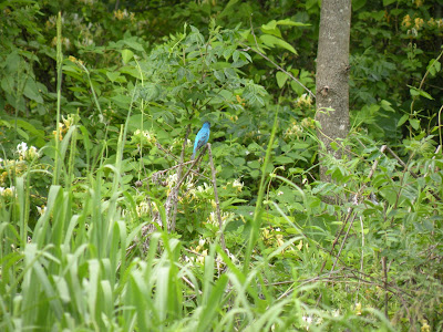 Northwest Arkansas Audubon Society: Which blue bird is this finding ...