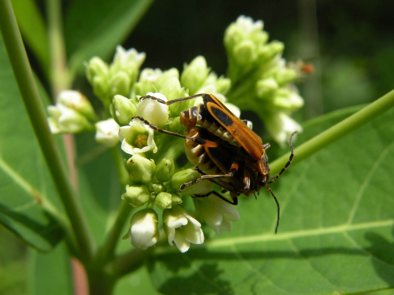 aubunique: Dogbane offers the right flowers for buggy romance