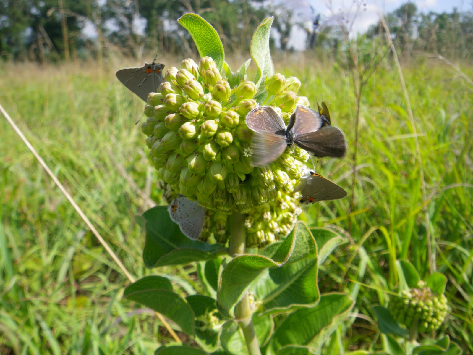 aubunique: Asclepias viridiflora, aka , Green milkweed, reaching ...