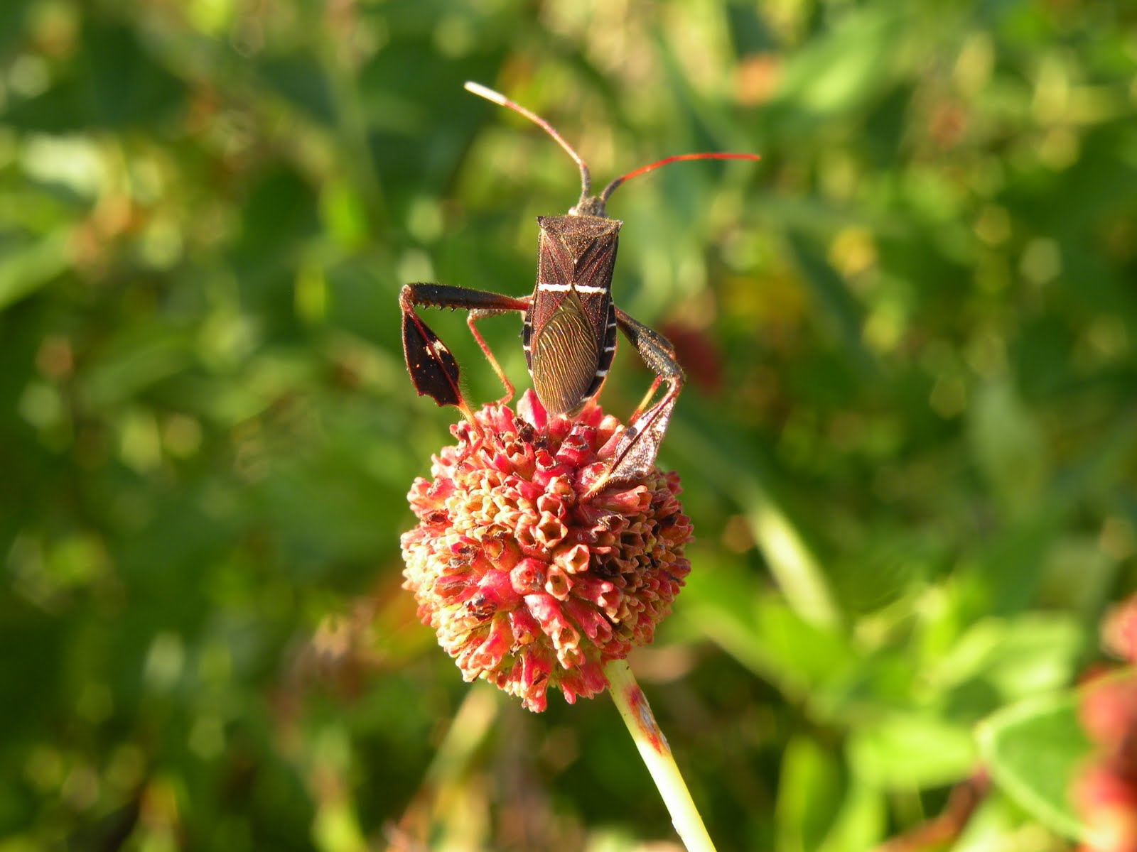 World Peace Wetland Prairie: Interesting bugs visit buttonbushes after ...