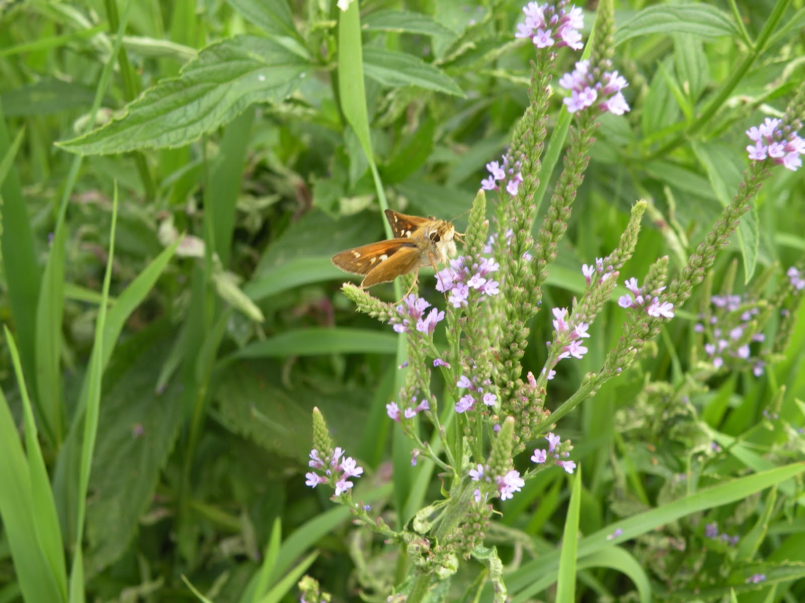 aubunique: Swamp vervain attracts skipper moths and many other species