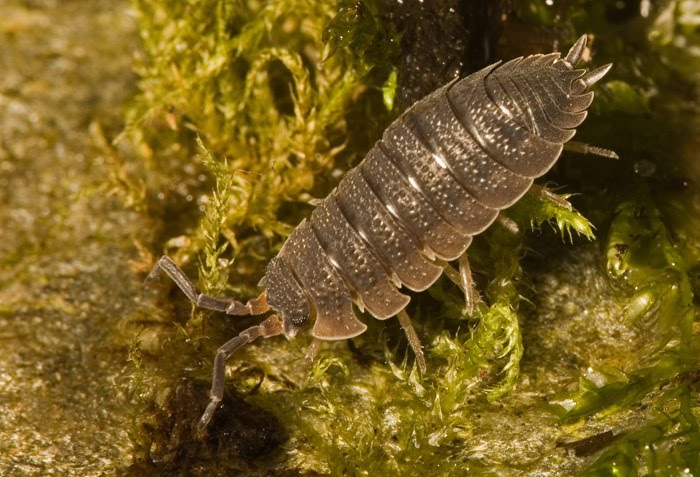 Irish Wildlife Photography: Prehistoric Bugs in my Garden