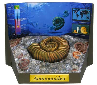 Ammonite Fossil Papercraft ~ Paperkraft.net - Free Papercraft, Paper ...