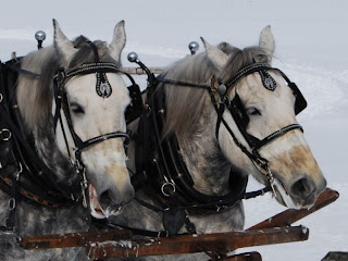 A Journey Through The Lens: Two White Horses Foaming at The Bit ...