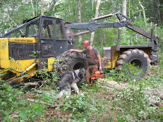 Timber - 1 to 2 years old: Timber - Logging Dog