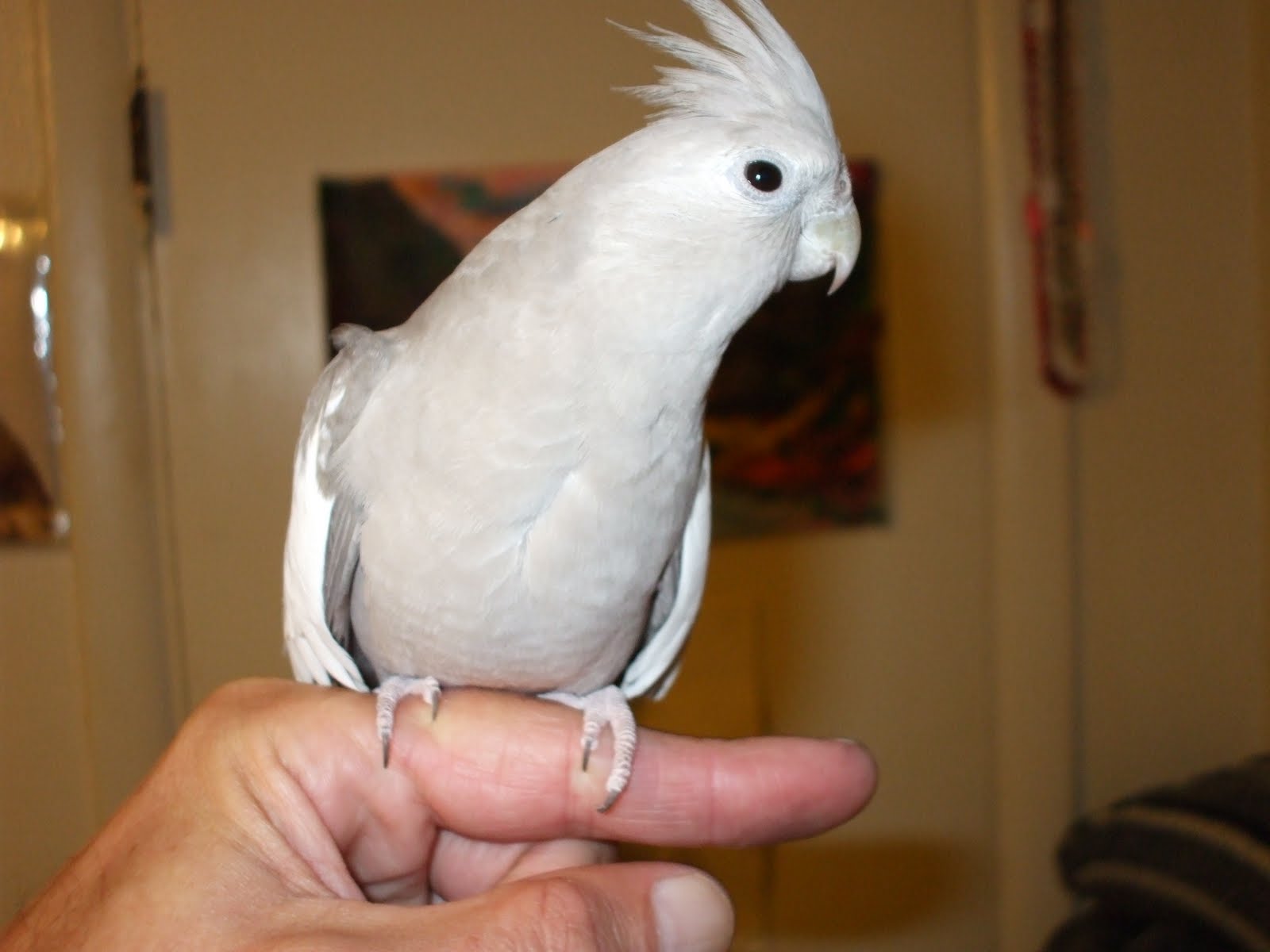 pygalgia: 11/22/09 - 11/29/09