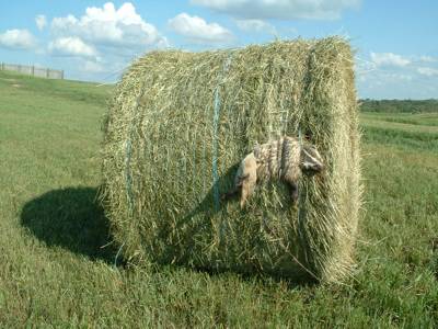 pygalgia: 9/19/10 - 9/26/10