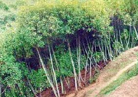 Cara Budidaya Tanaman Kina