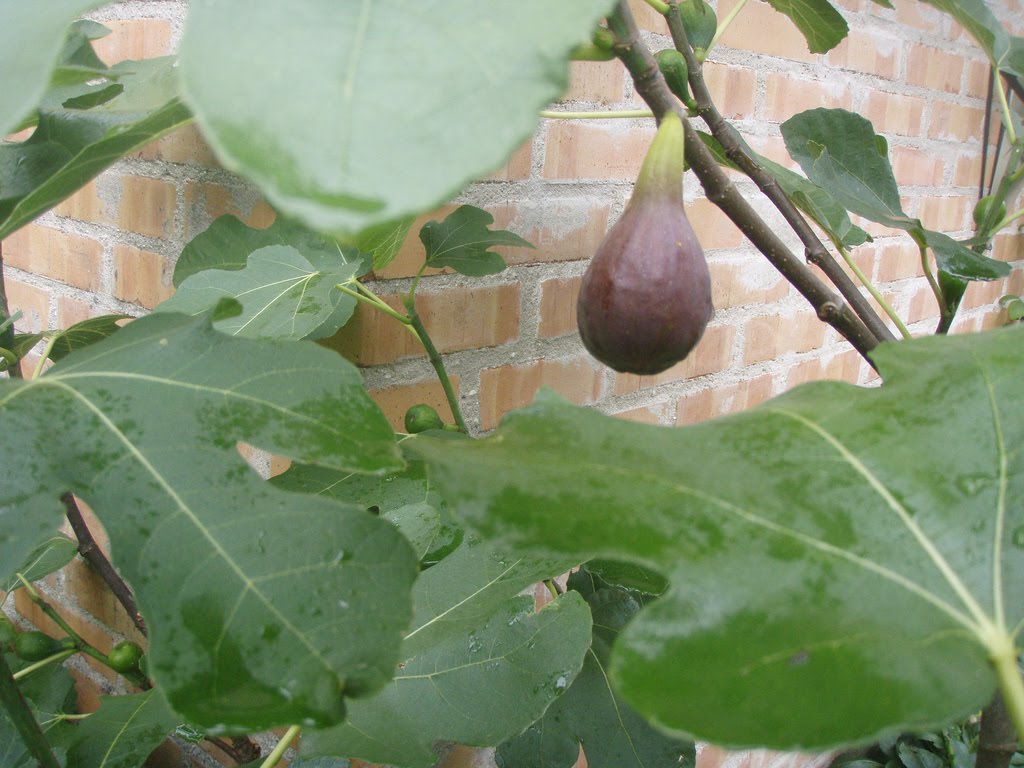 Den glade Bondepige: Mit figen-træ er erklæret for død