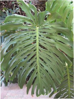 Como Cuidar el Filodendro