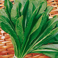 As Verduras e seus Benefícios: Almeirão