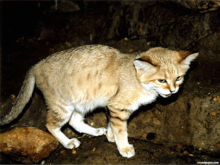 荒漠貓 Chinese Desert Cat / Felis bieti | Wild Discoveries 野生追蹤