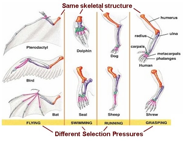 Living Environment 4 at LHS: Homologous Structure Homework