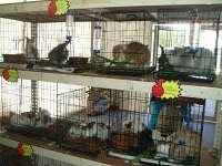 RABBIT OF PARADISE: Design Rumah/Sangkar/Reban arnab