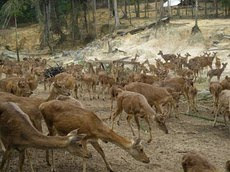 bukan doktor veterinar: Penternakan Rusa