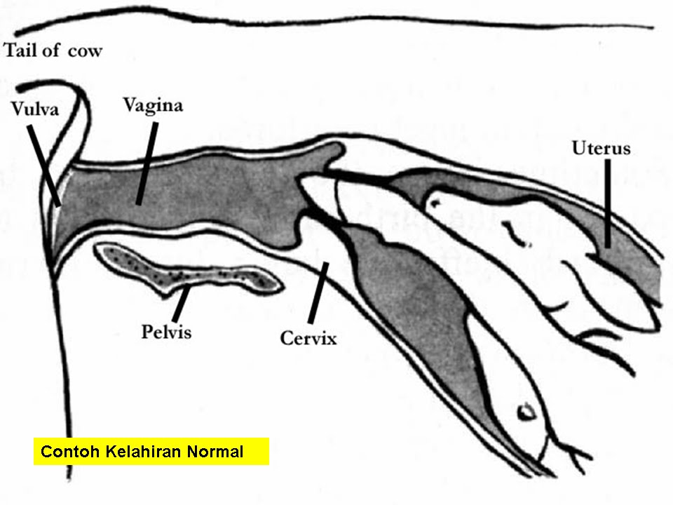 bukan doktor veterinar: Kelahiran Anak Lembu..