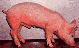 Davao Livestock General Information: How to spot Hog Cholera