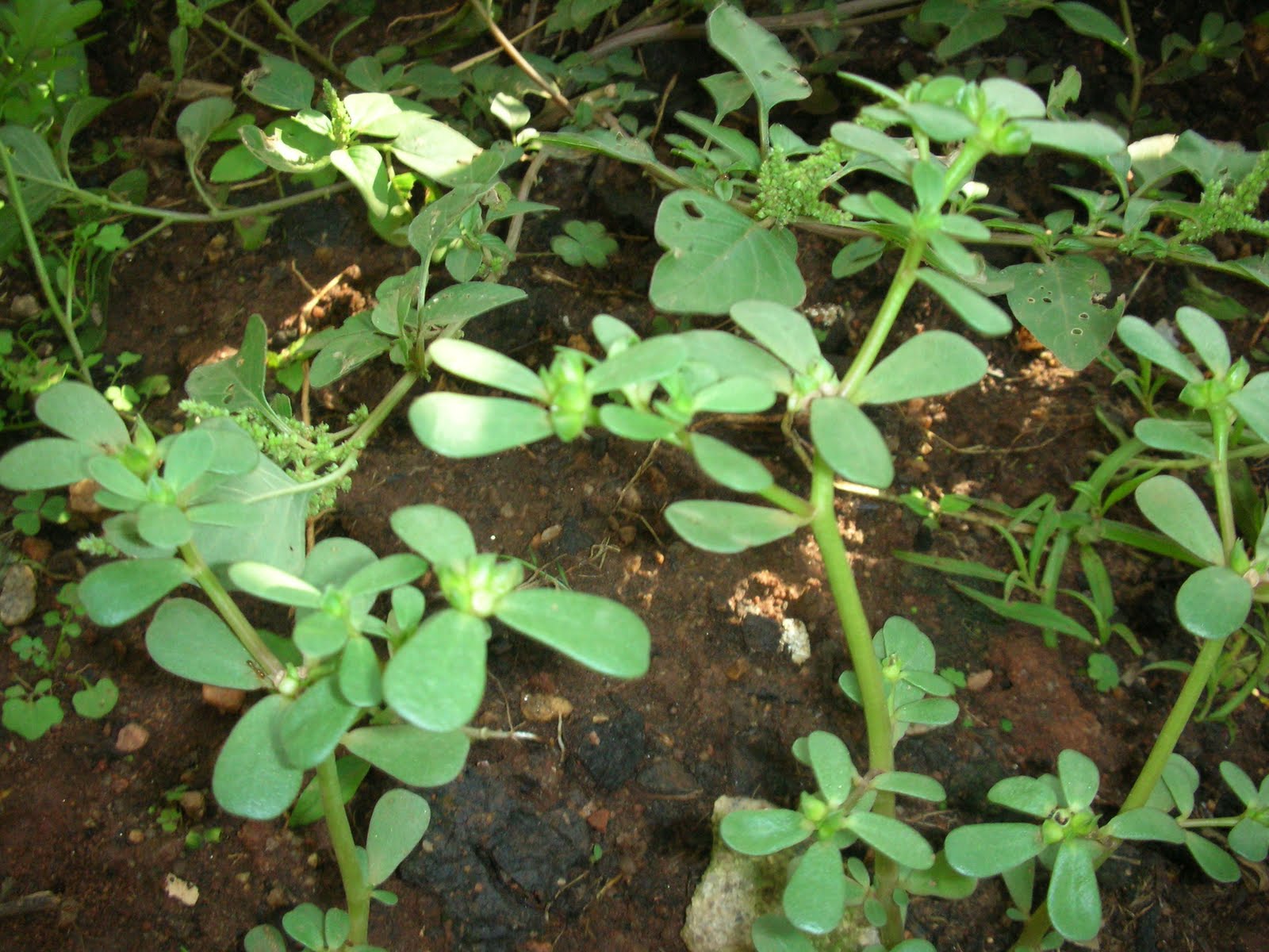 BuDa Folklore: August 2010