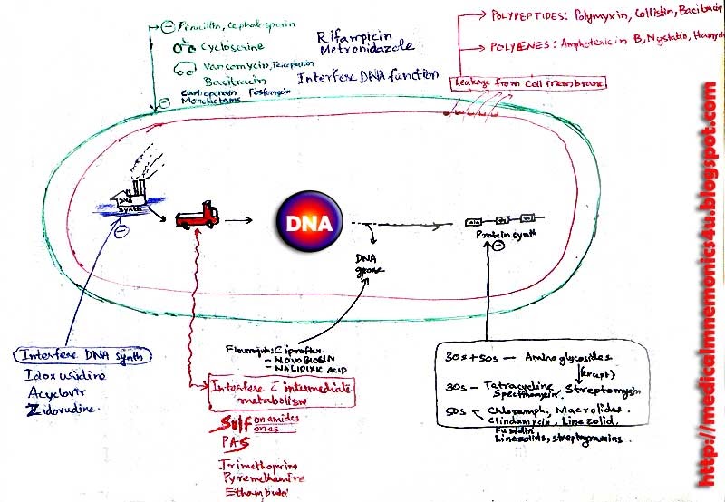 Medical Mnemonics 4U: Memory and Study aids for Medical Students